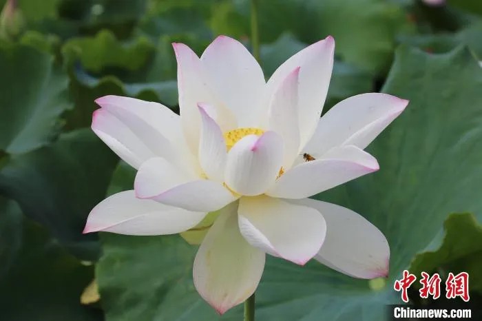 Guangchang county in E China's Jiangxi cultivates big lotus industry